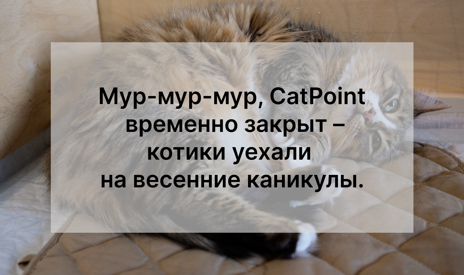 CAT POINT – место встречи человека и кота | Подарок Судьбы